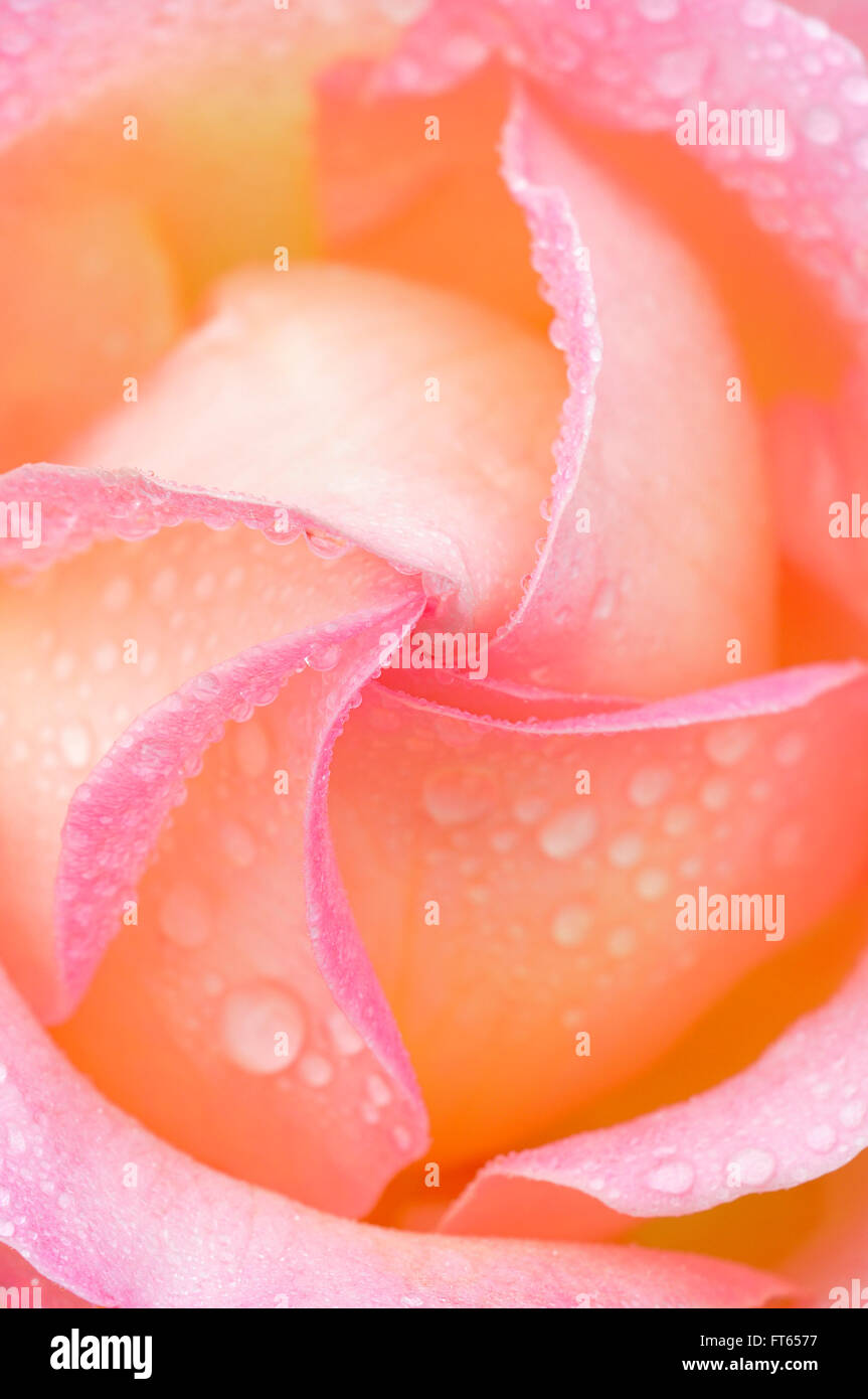 Wet rose petals hi-res stock photography and images - Alamy