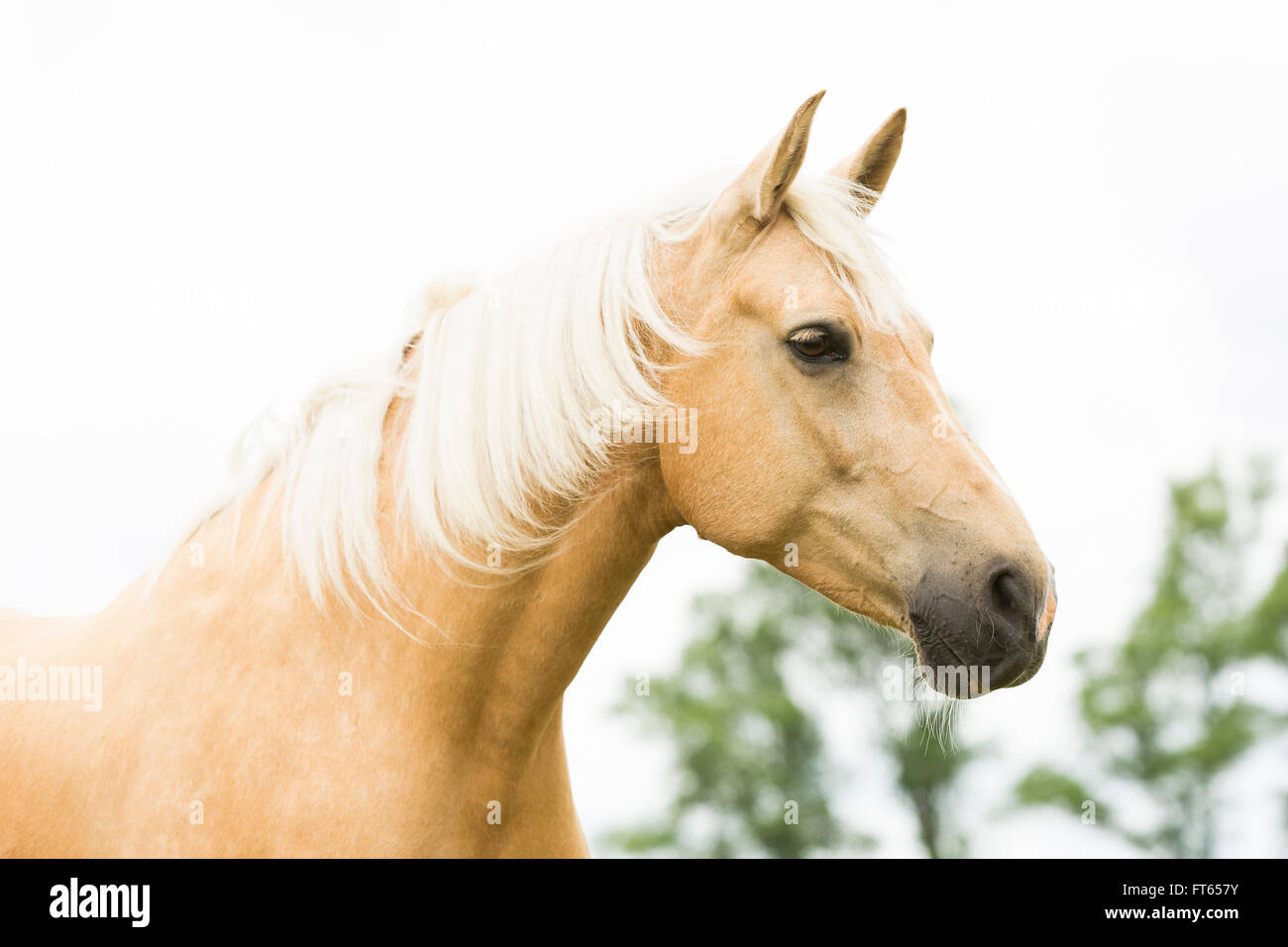 Palomino warmblood mare portrait hi-res stock photography and images ...