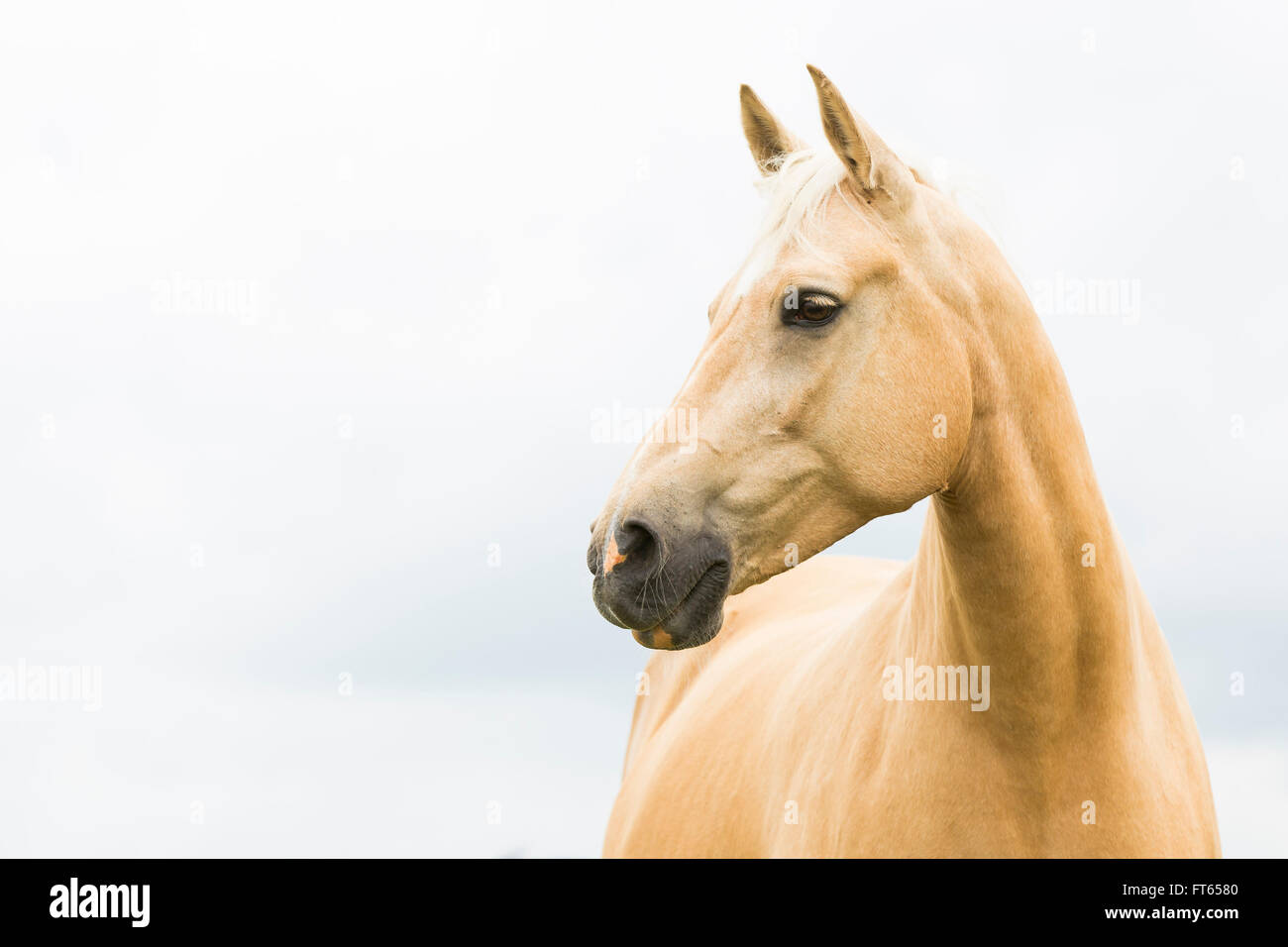Palomino warmblood mare, portrait Stock Photo - Alamy