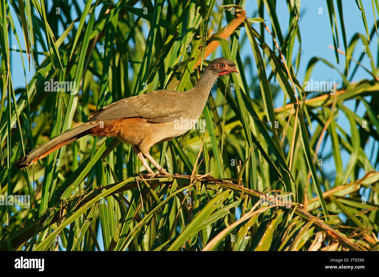 Chaco chachalaca (Ortalis canicollis) on reed, Pantanal, Mato Grosso ...