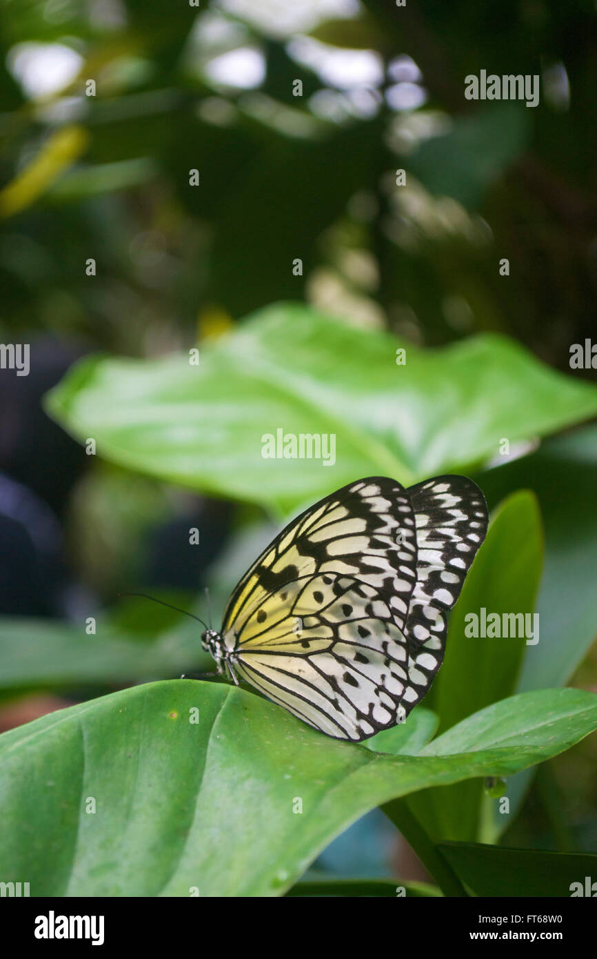 Stunning butterfly hi-res stock photography and images - Alamy