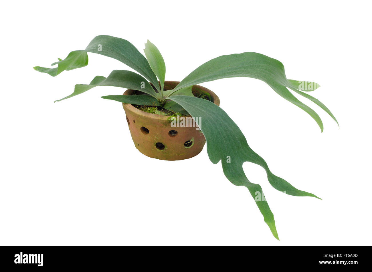 Staghorn fern on clay pot isolated on white background Stock Photo - Alamy