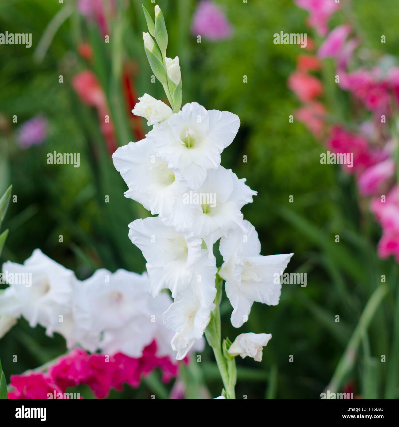 White gladiolus blooming in garden Stock Photo - Alamy