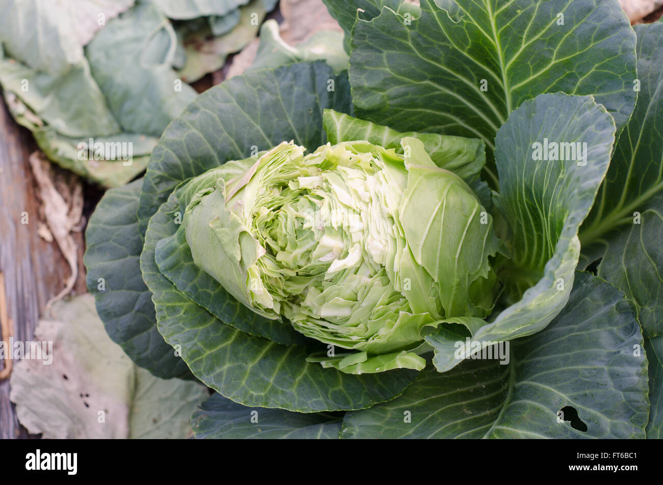cabbage broken in field Stock Photo - Alamy
