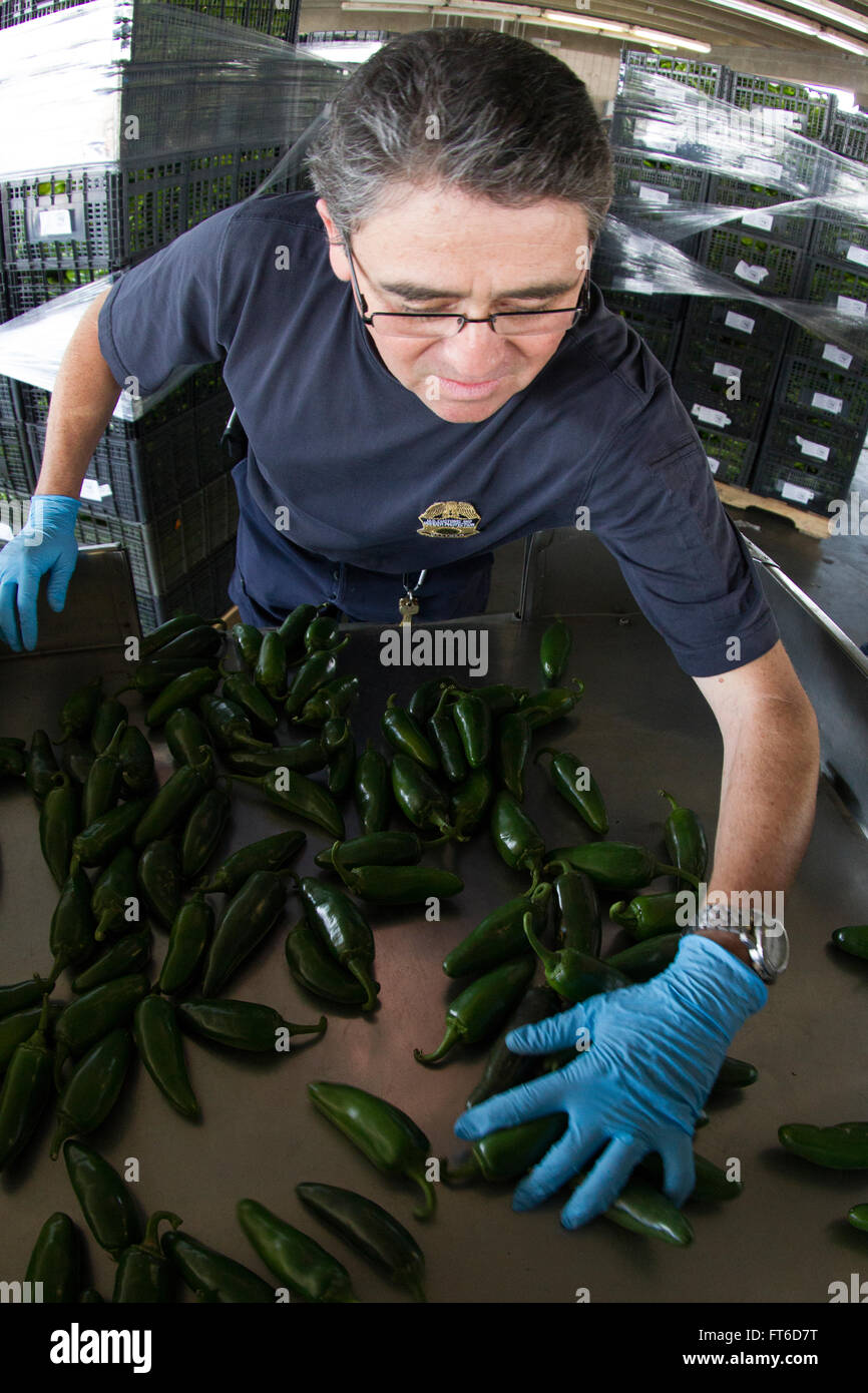 A U.S. Customs and Border Protection Agriculture Specialist inspects a ...