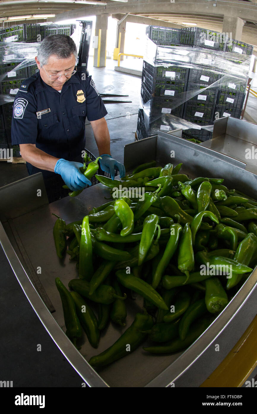 A U.S. Customs and Border Protection (CBP) Agriculture Specialist ...