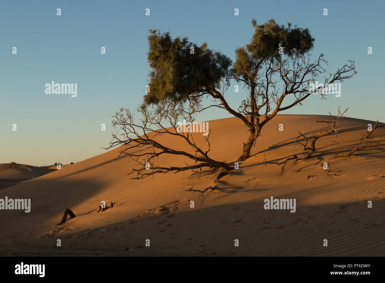 tree and its shadow Stock Photo - Alamy