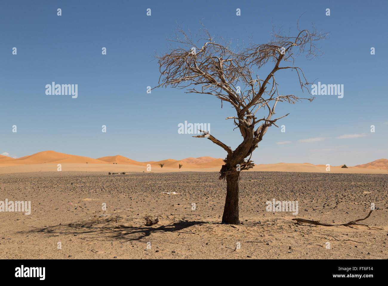 a tree and its shadow Stock Photo - Alamy