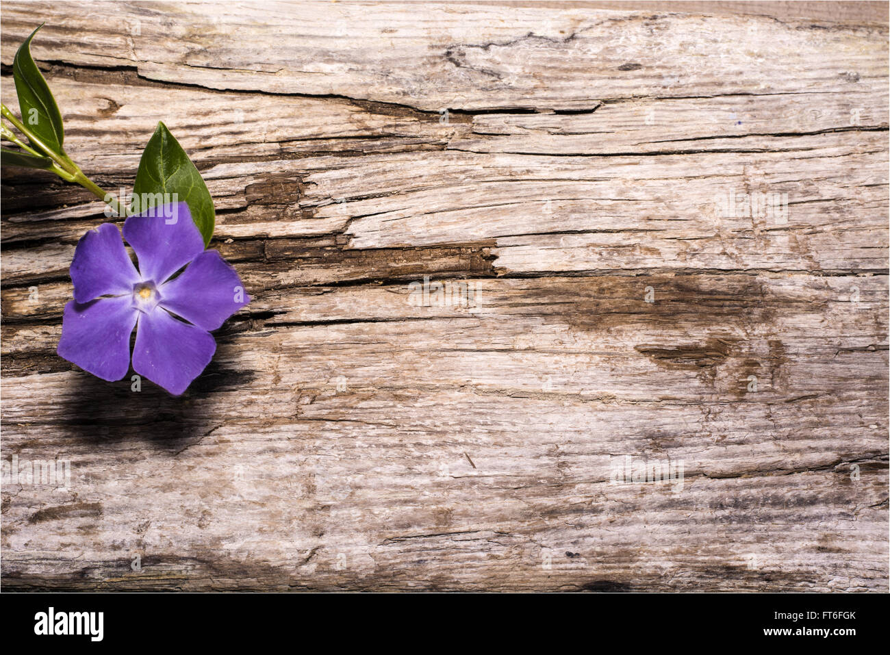 wooden board with single flower Stock Photo - Alamy