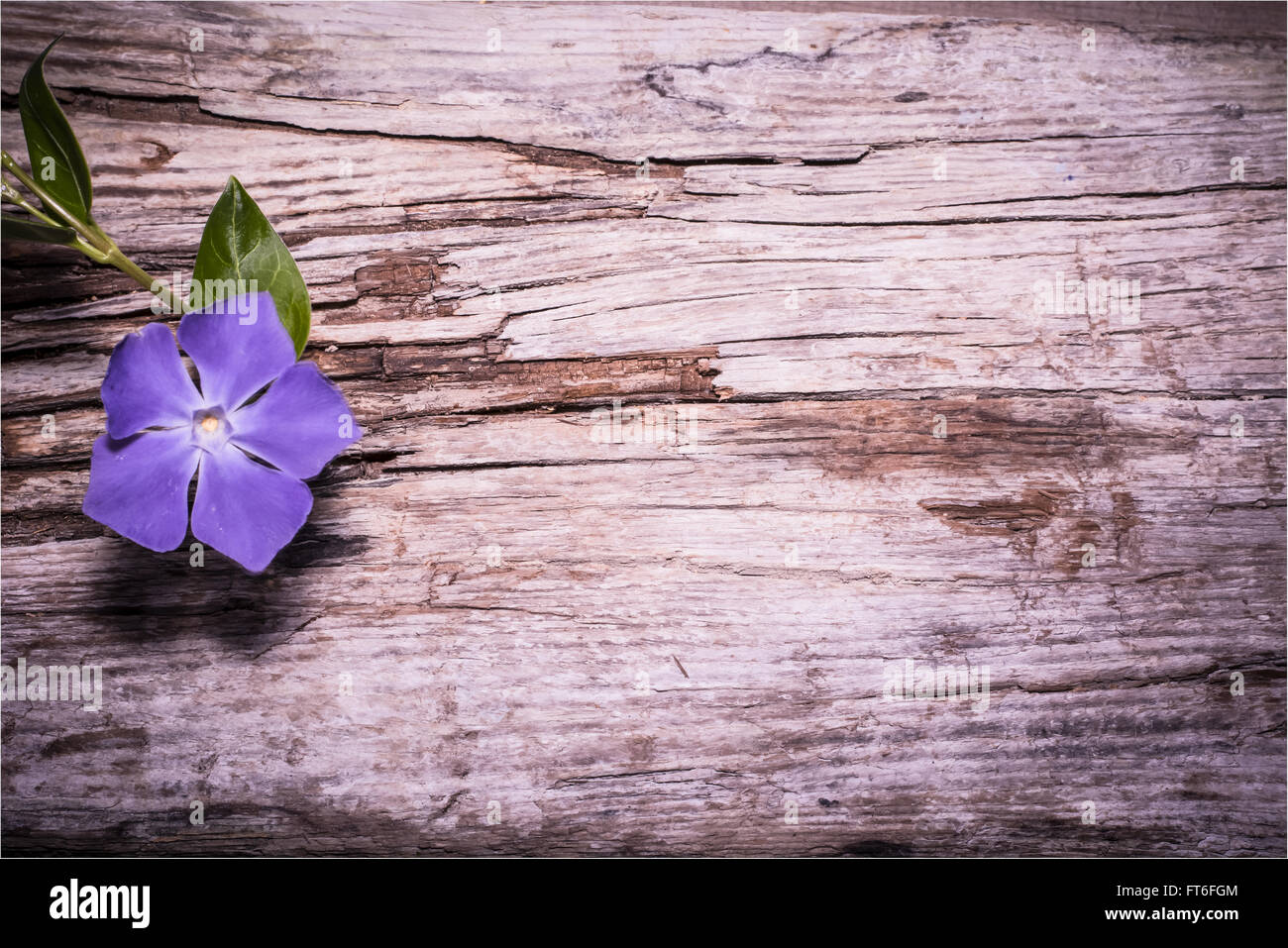 wooden board with single flower Stock Photo - Alamy