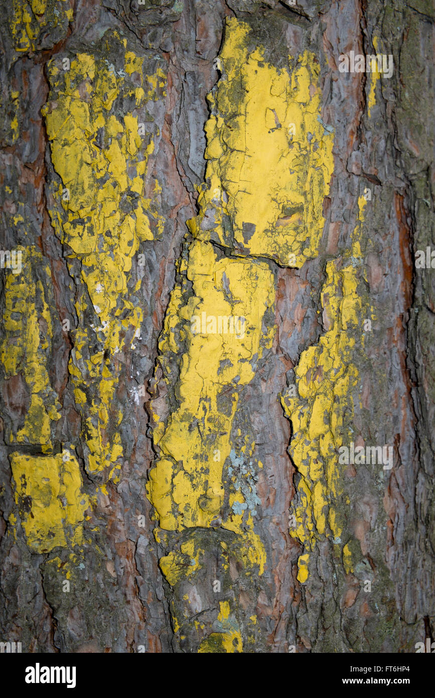 Yellow pine bark hi-res stock photography and images - Alamy
