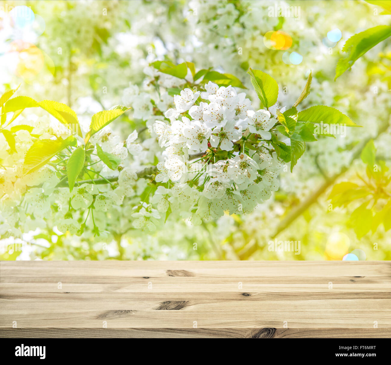 Sunlight on cherry blossom hi-res stock photography and images - Alamy
