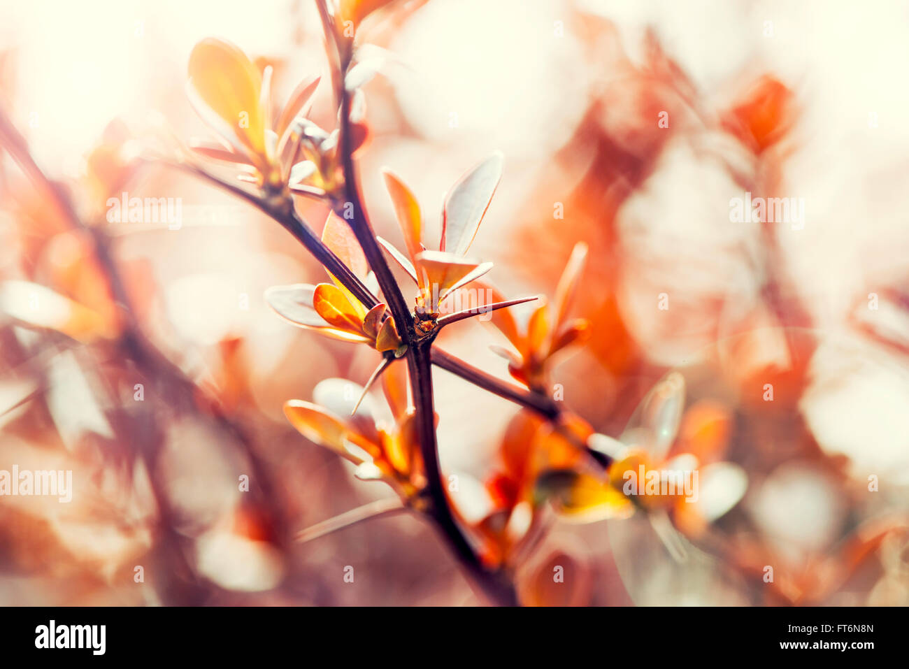 Blossom of the orange tree with thorn as the sign of spring time ...