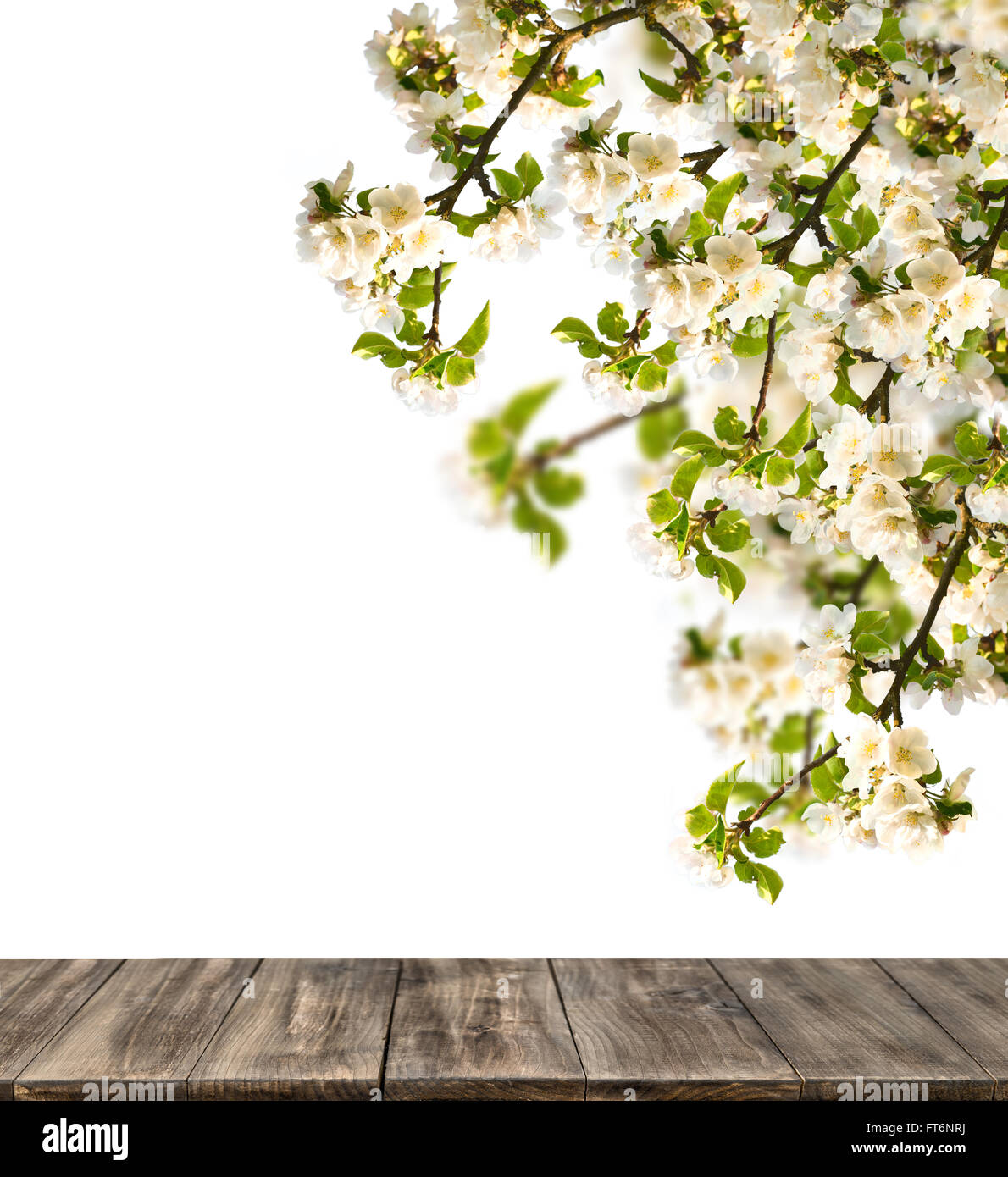 Wooden table with blossoming apple tree on white background. Spring ...