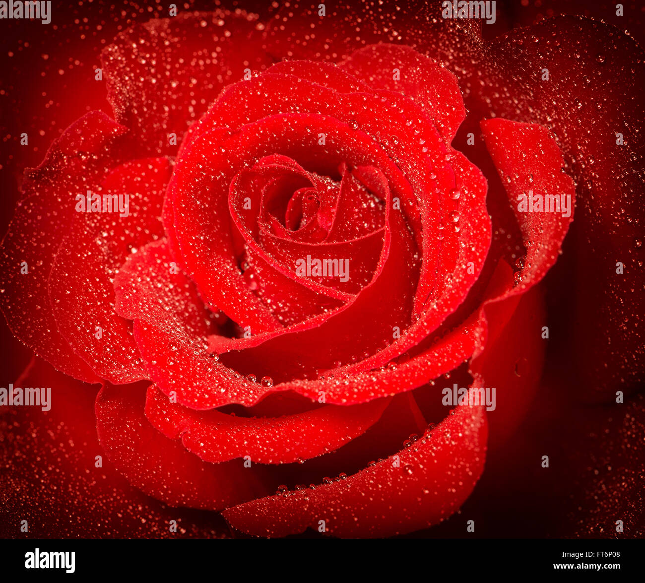 Beautiful bouquet red roses water hi-res stock photography and images ...