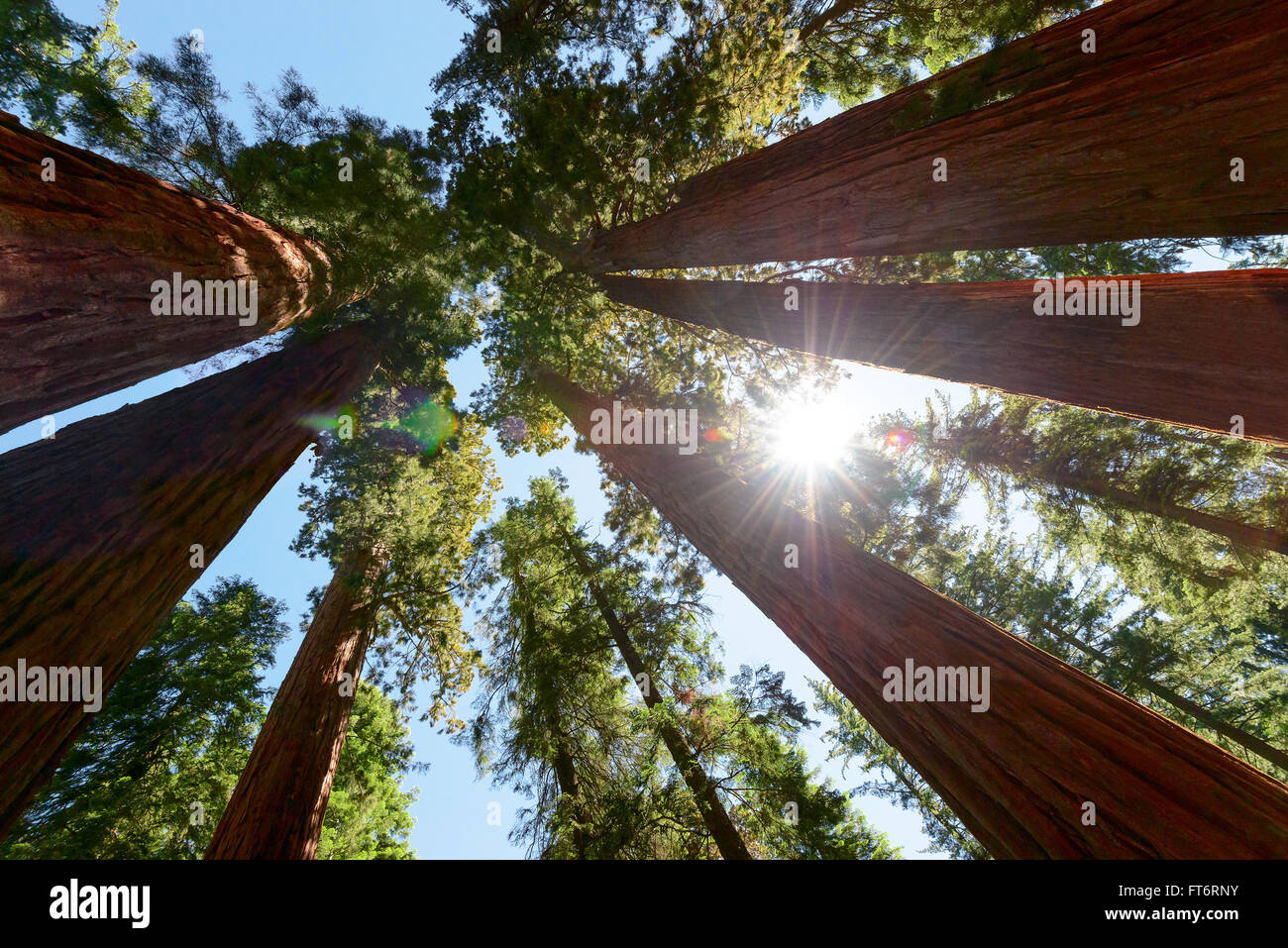Giant sequoias of california hi-res stock photography and images - Alamy