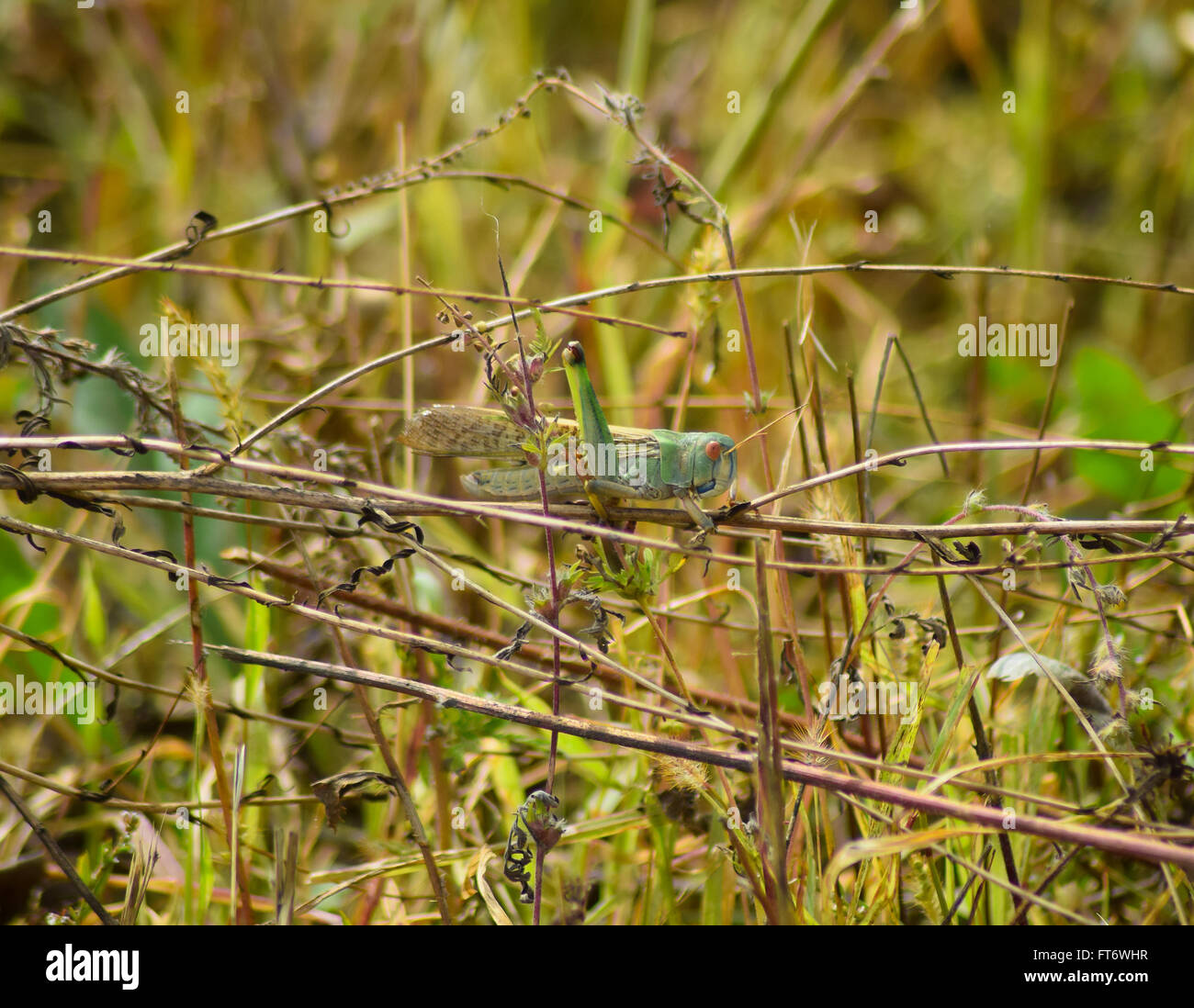 Migratory locust sits on ambrosia. Orthoptera Insect, pest fields Stock ...