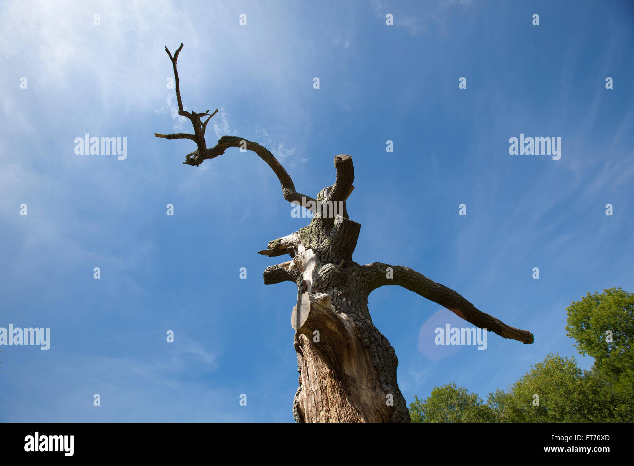 Old withered and dead tree trunk bleached white in the sunshine Stock ...