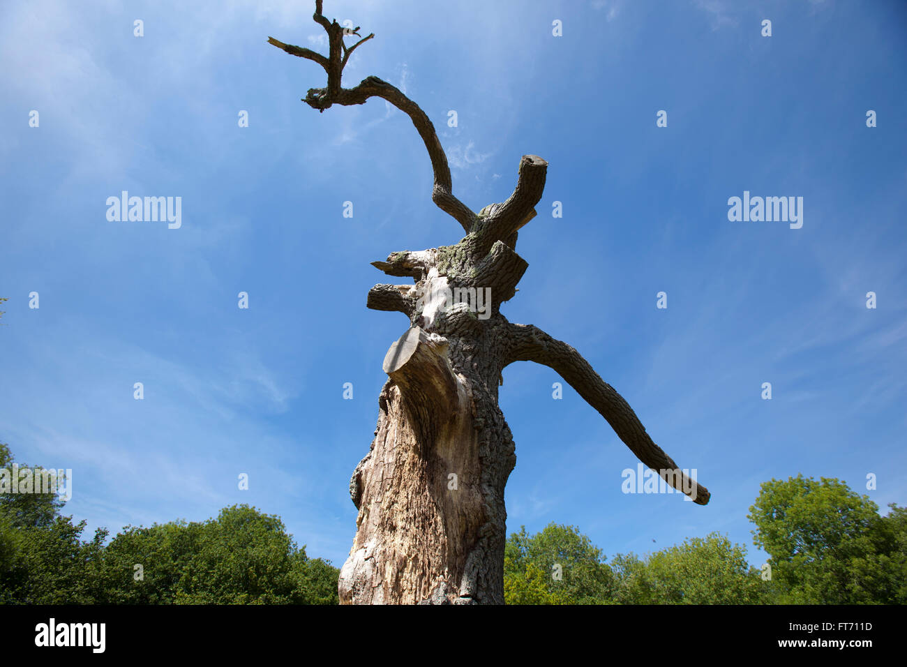 Dead withered tree blue sky hi-res stock photography and images - Alamy