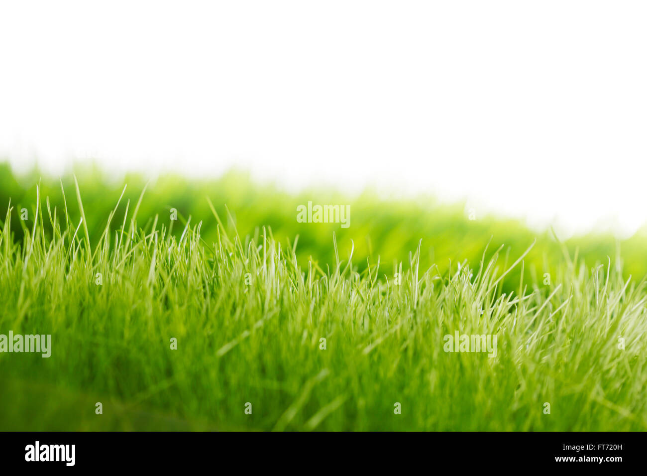 Beautiful natural background with fresh spring grass with white copy ...
