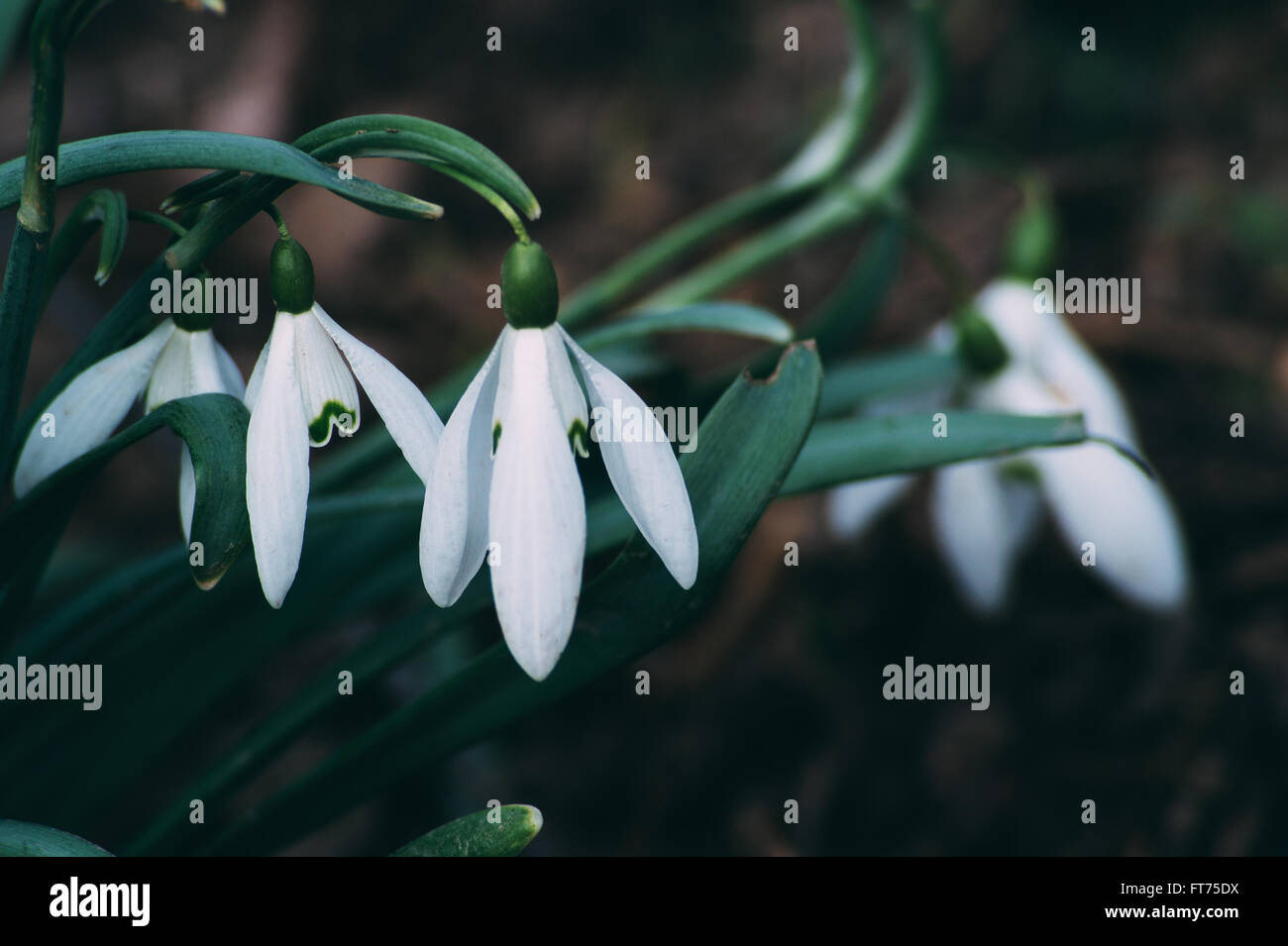 spring Flowers pretty crocus on colorful background Stock Photo - Alamy