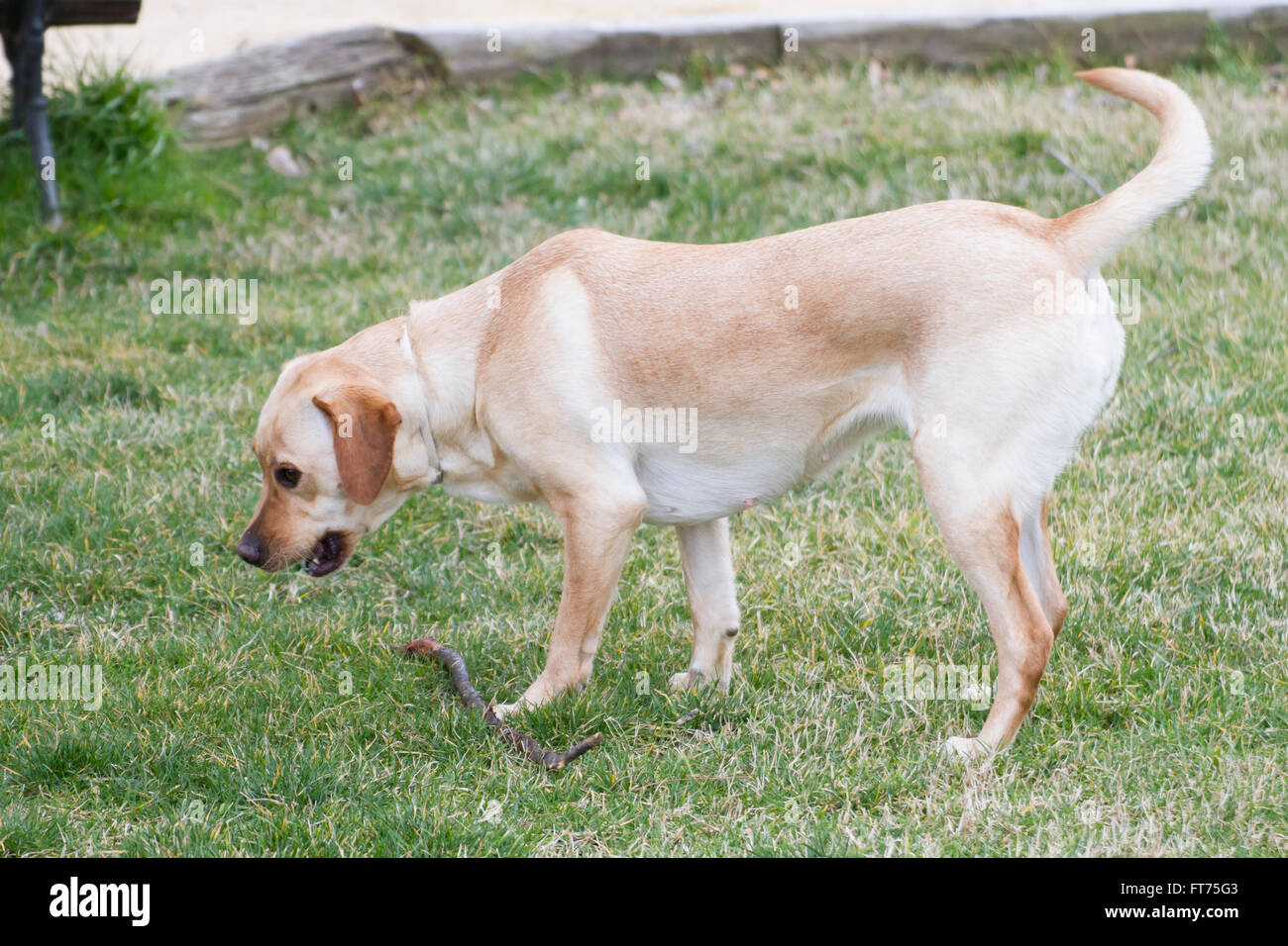 A Brown labrador in a grass field Stock Photo - Alamy