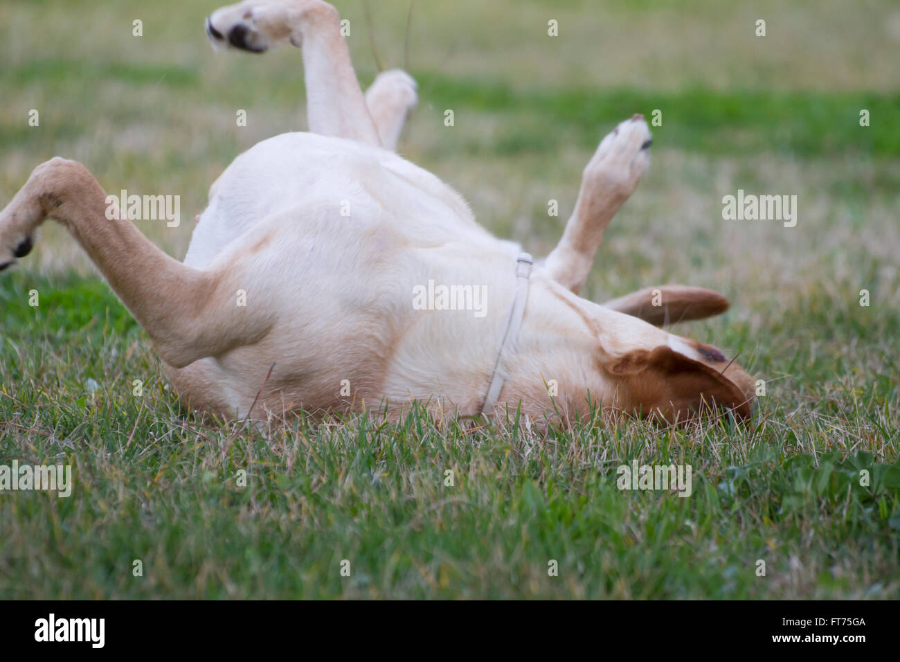 A Brown labrador playing in a grass field Stock Photo - Alamy