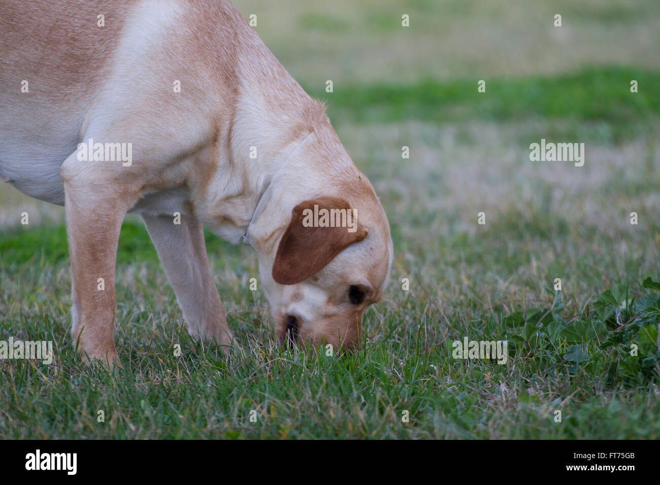 A Brown labrador in a grass field Stock Photo - Alamy