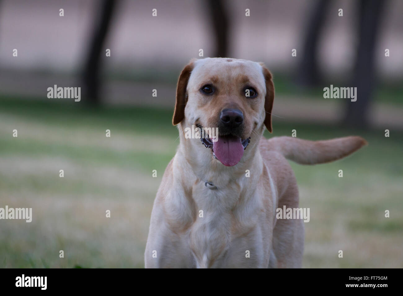 A Brown labrador in a grass field Stock Photo - Alamy