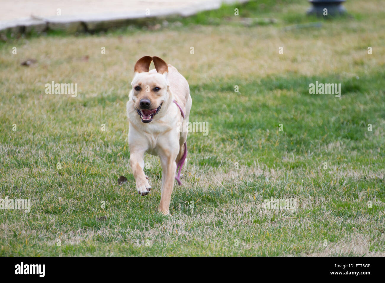 A Brown labrador in a grass field Stock Photo - Alamy