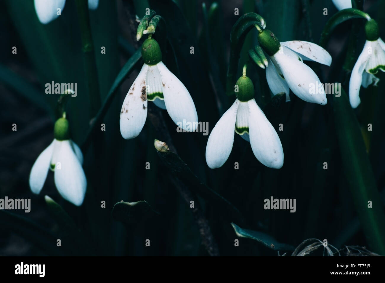 spring Flowers pretty crocus on colorful background Stock Photo - Alamy