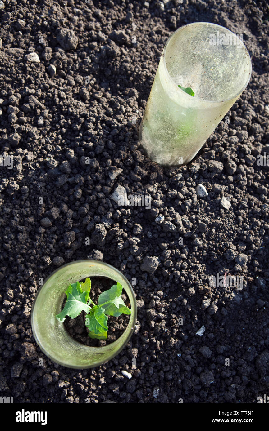 Vegetable Seedlings Tubes High Resolution Stock Photography and Images ...