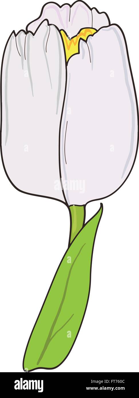 White tulip vector Stock Vector Image & Art - Alamy