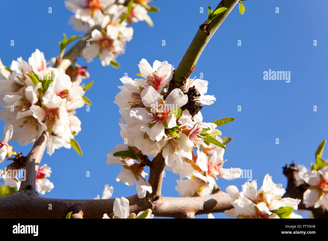 Almond Trees in Bloom Stock Photo - Alamy
