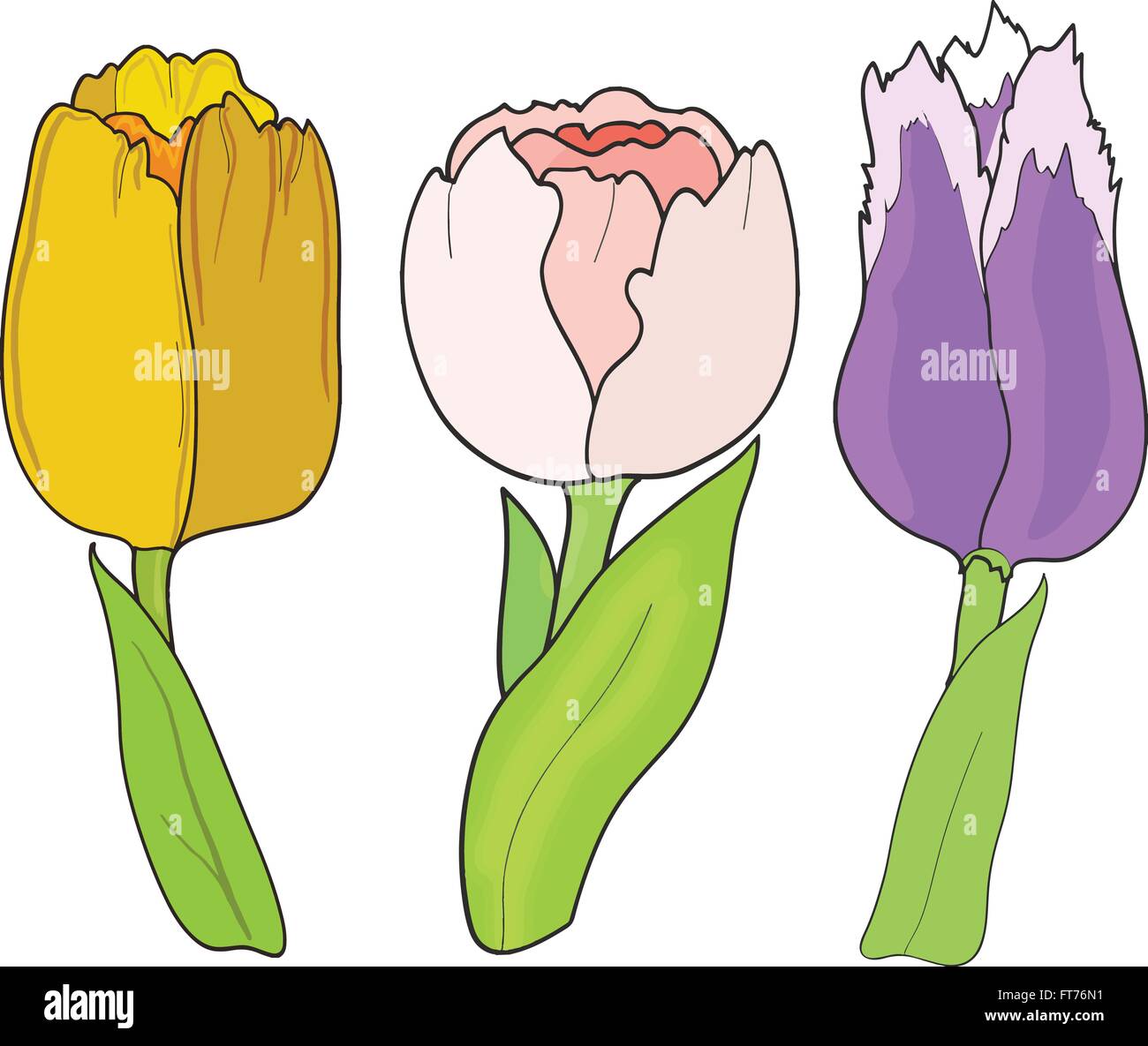 Tulip. Set on white background Stock Vector Image & Art - Alamy