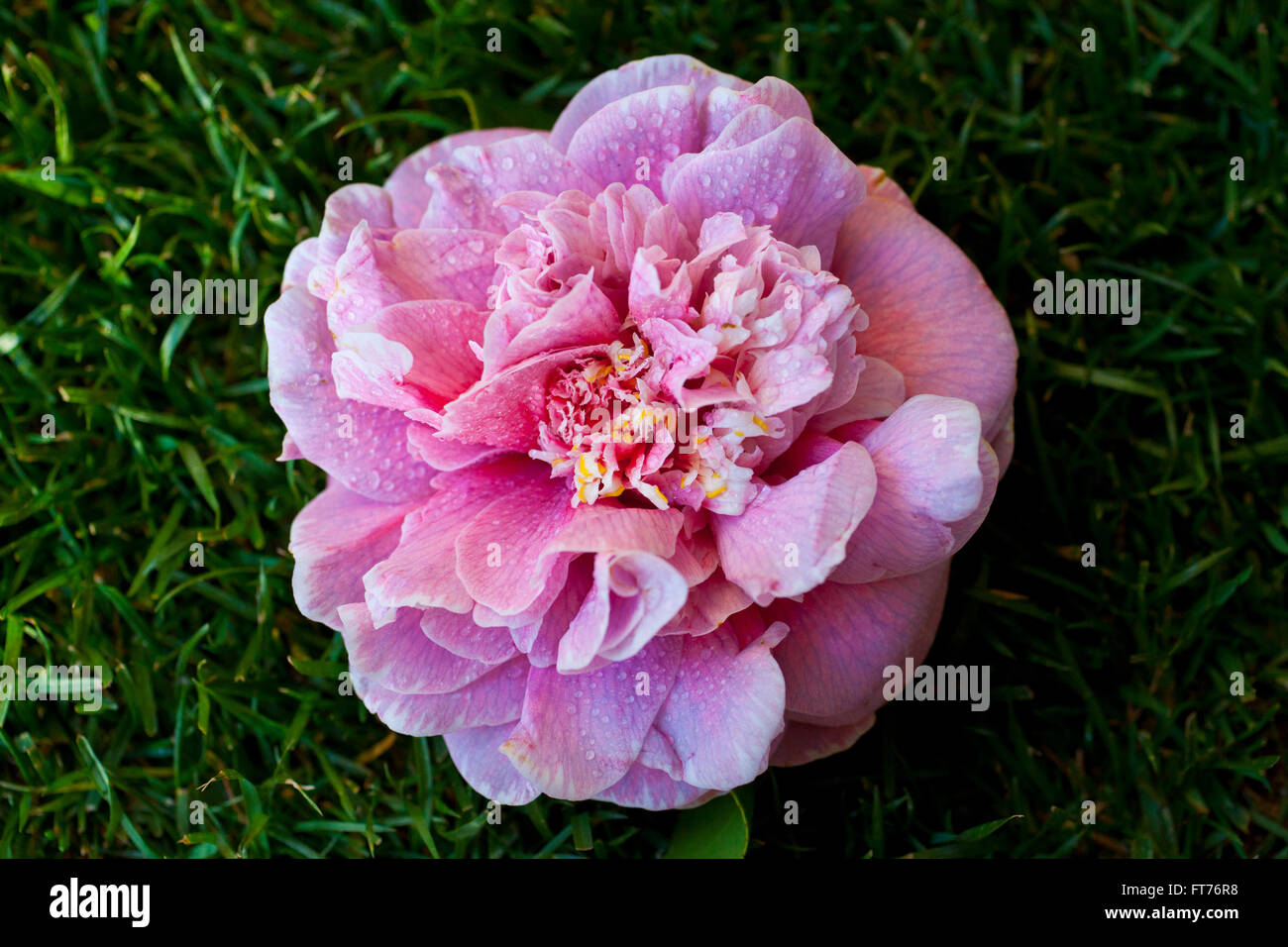 Camellia asia hi-res stock photography and images - Alamy