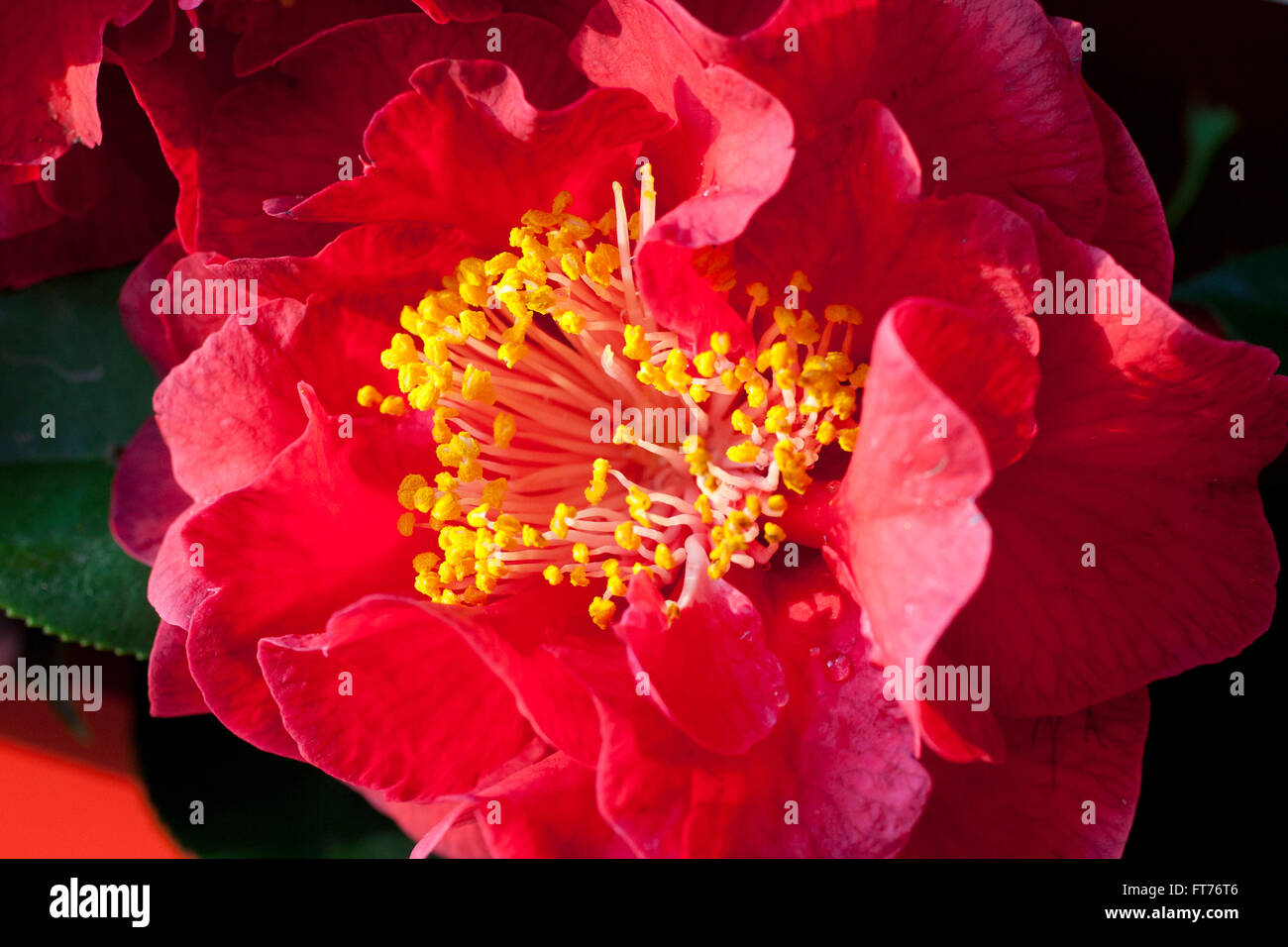Camellia asia hi-res stock photography and images - Alamy