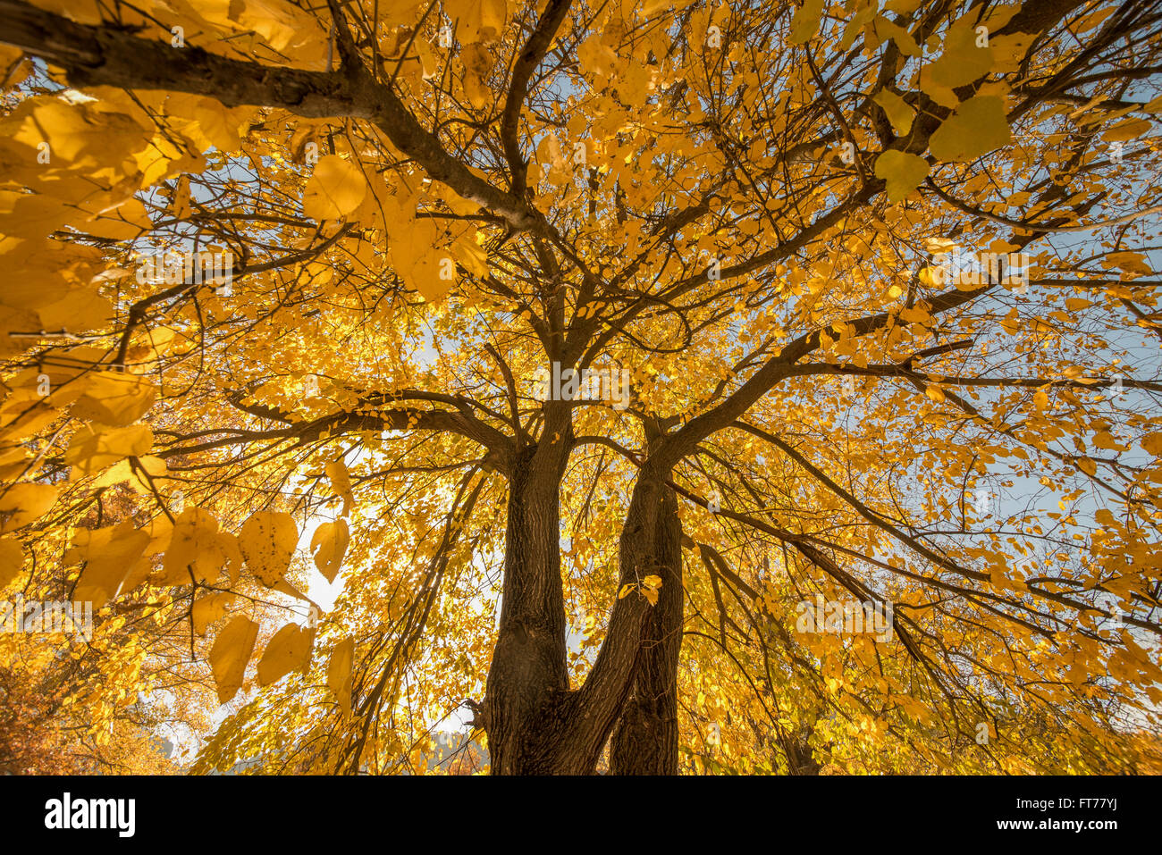 Golden leaf tree hi-res stock photography and images - Alamy