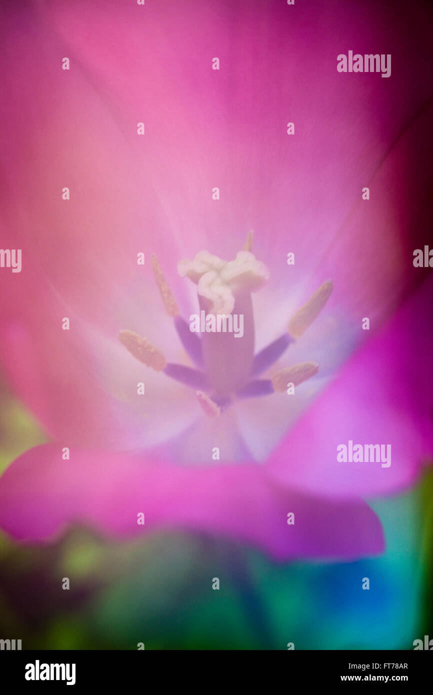 Deep magenta pink hi-res stock photography and images - Alamy