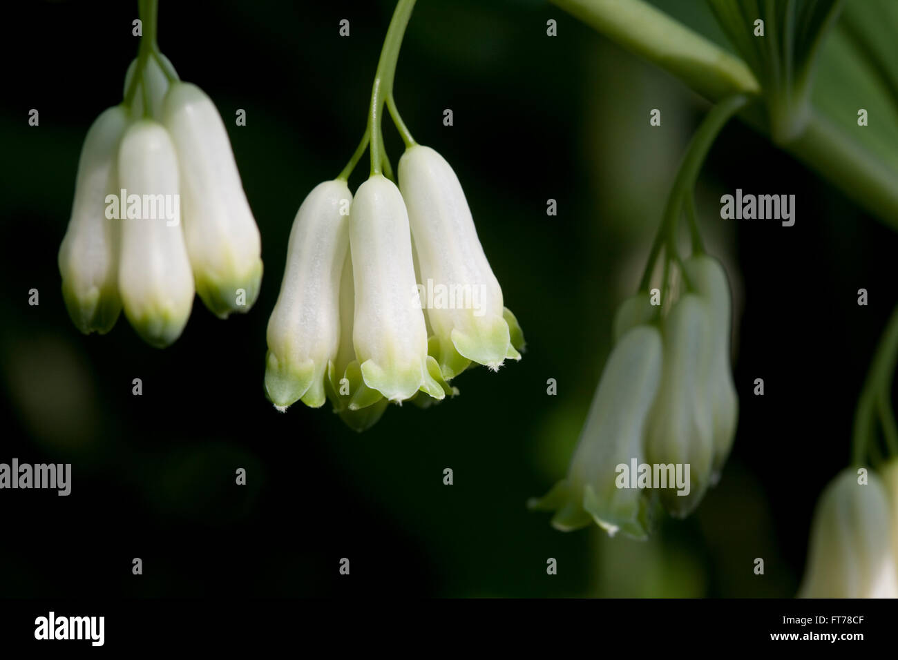 Delicate bell shaped flowers dangling from a plant in a garden Stock ...