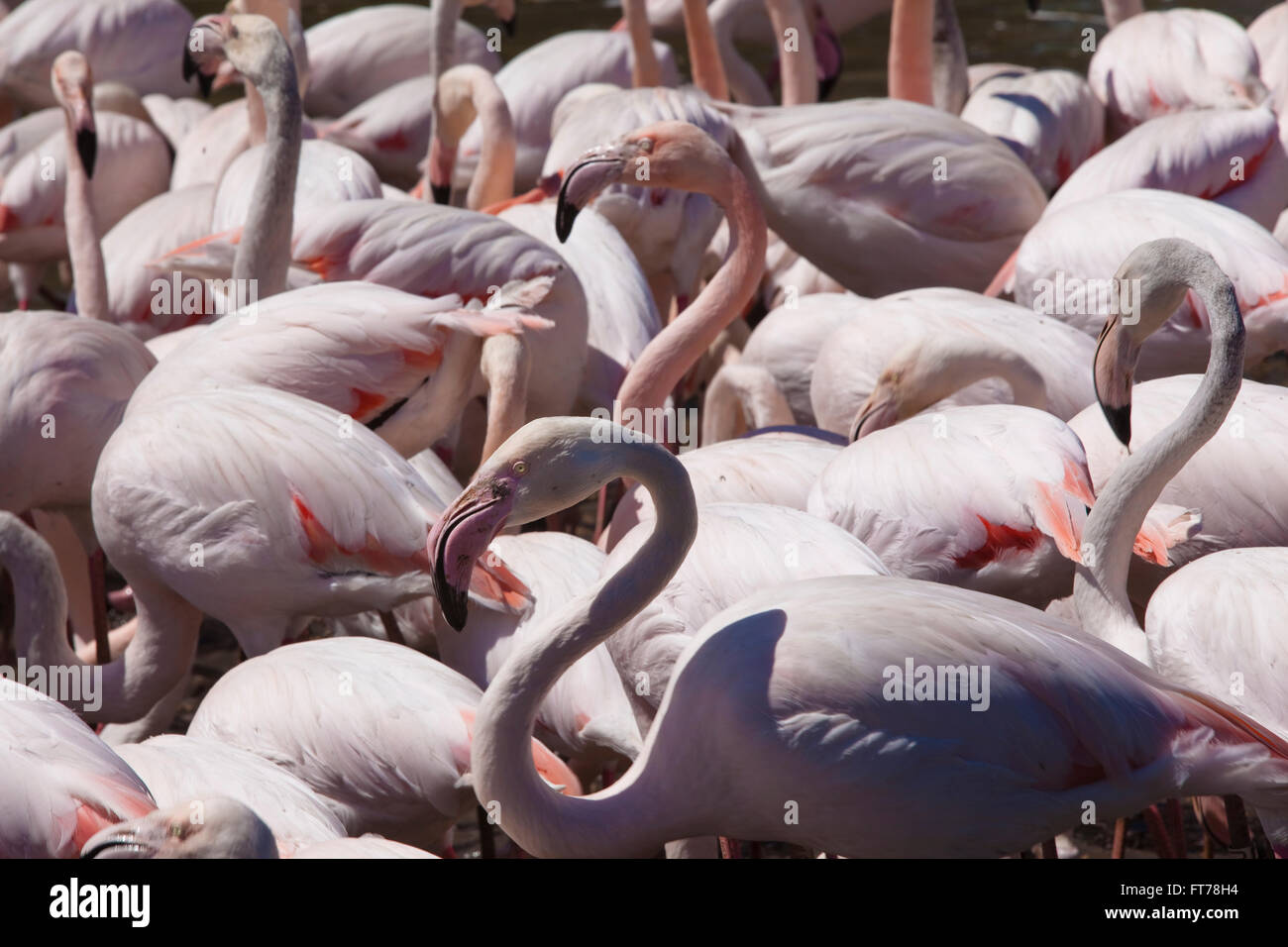 Flamingo crowd hi-res stock photography and images - Alamy