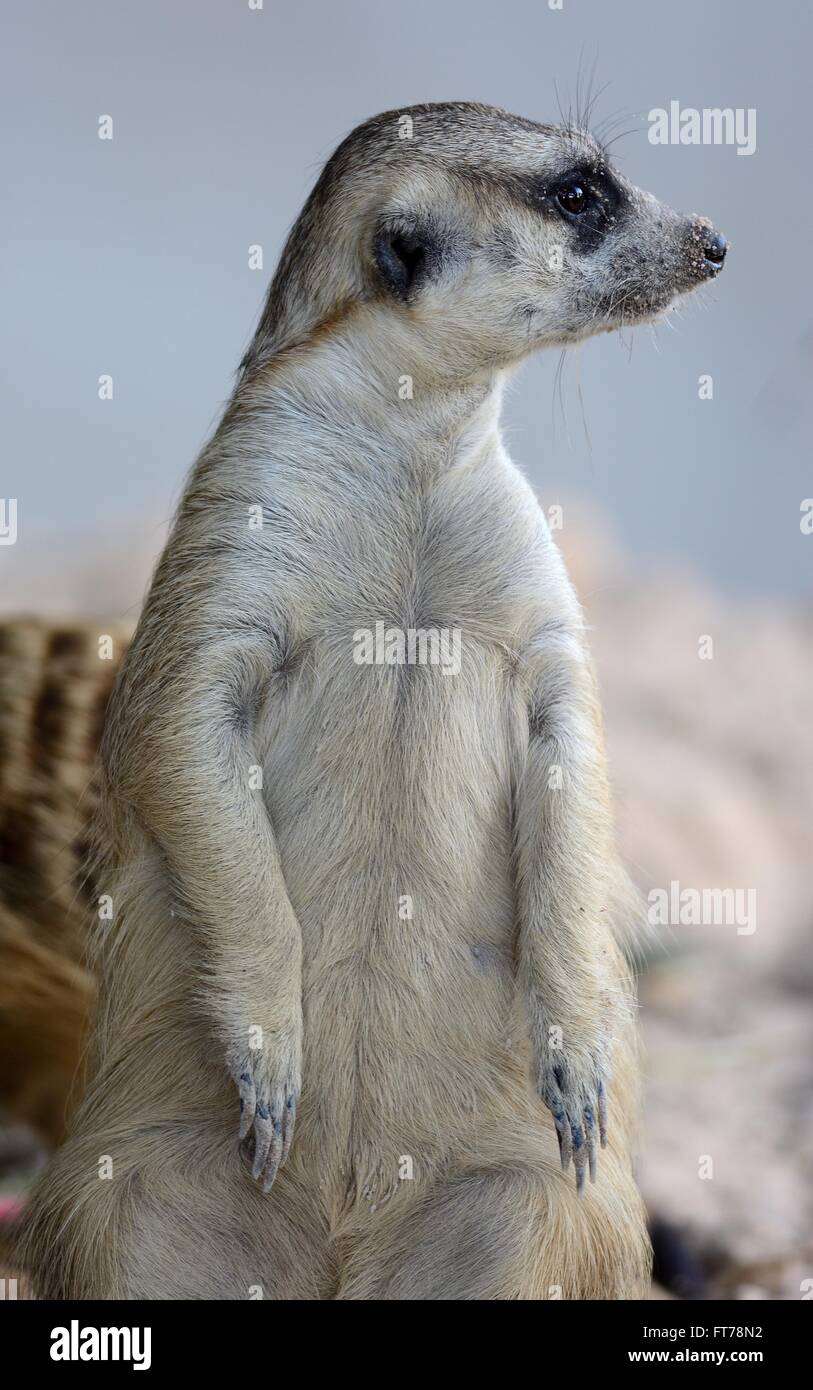 hand feeding beautiful Meerkat (Suricata suricatta) in Thai zoo Stock ...