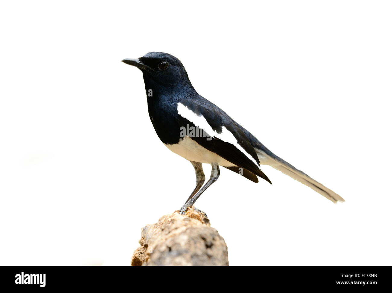 Oriental magpie robin male hi-res stock photography and images - Alamy