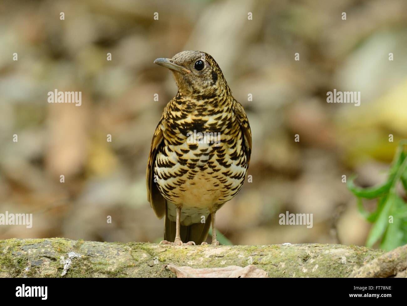 beautiful White's Thrush (Zoothera aurea) in Thai forest Stock Photo ...