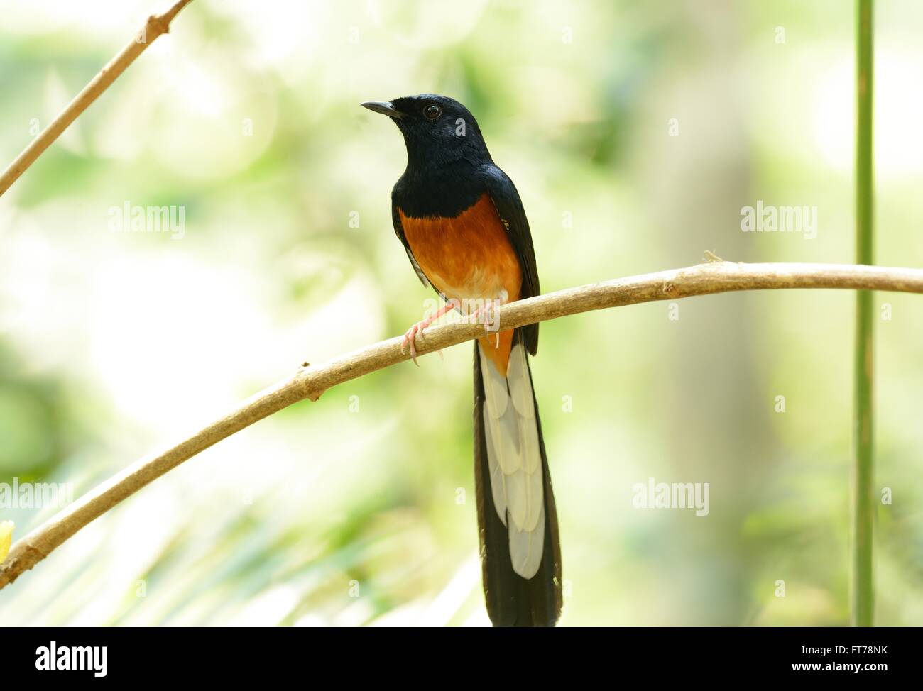 Copsychus malabaricus hi-res stock photography and images - Alamy
