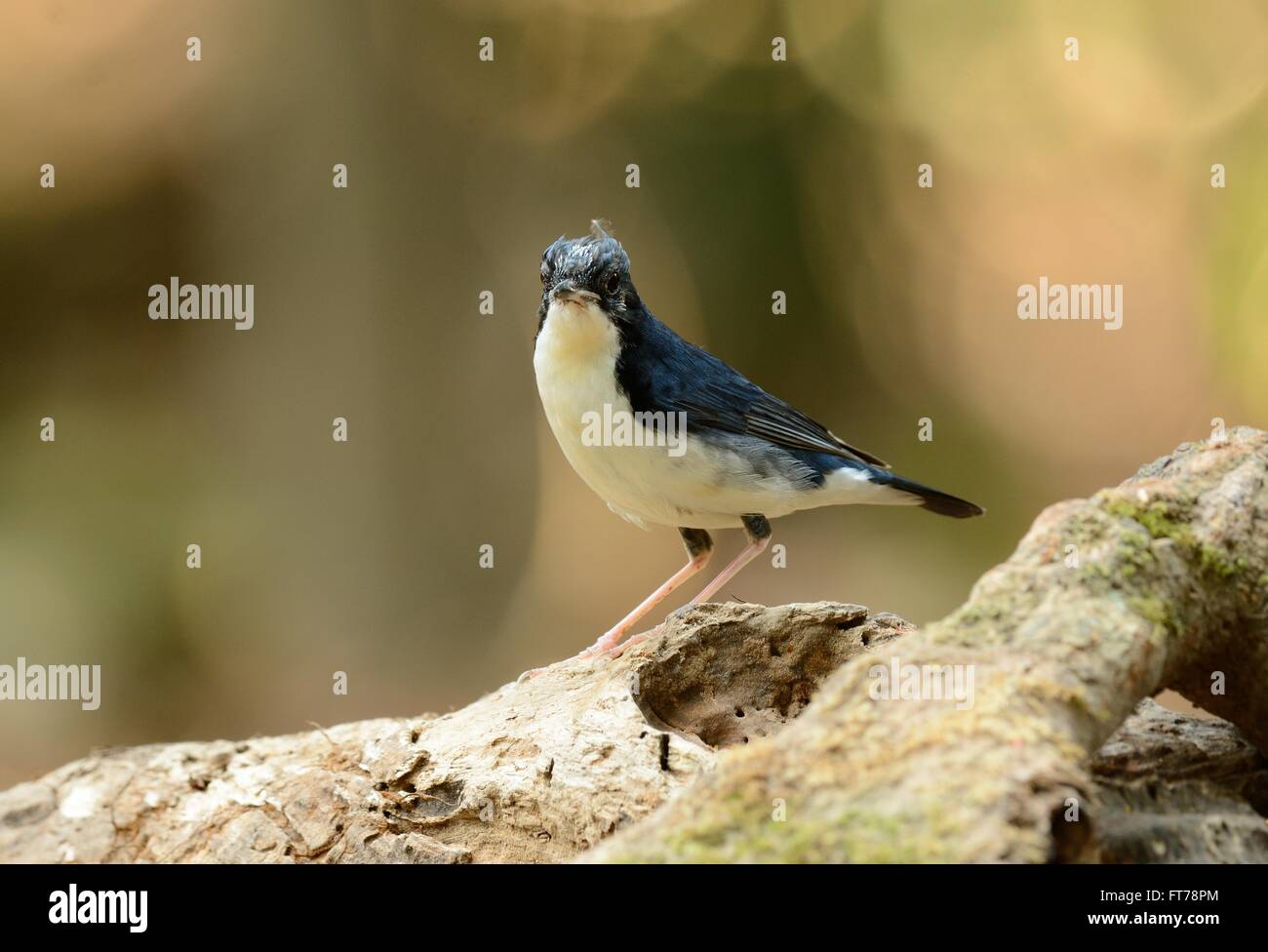 Beautiful male siberian blue robin hi-res stock photography and images ...