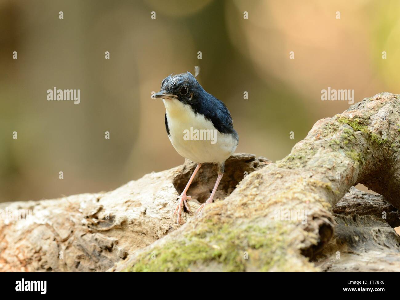 Beautiful male siberian blue robin hi-res stock photography and images ...