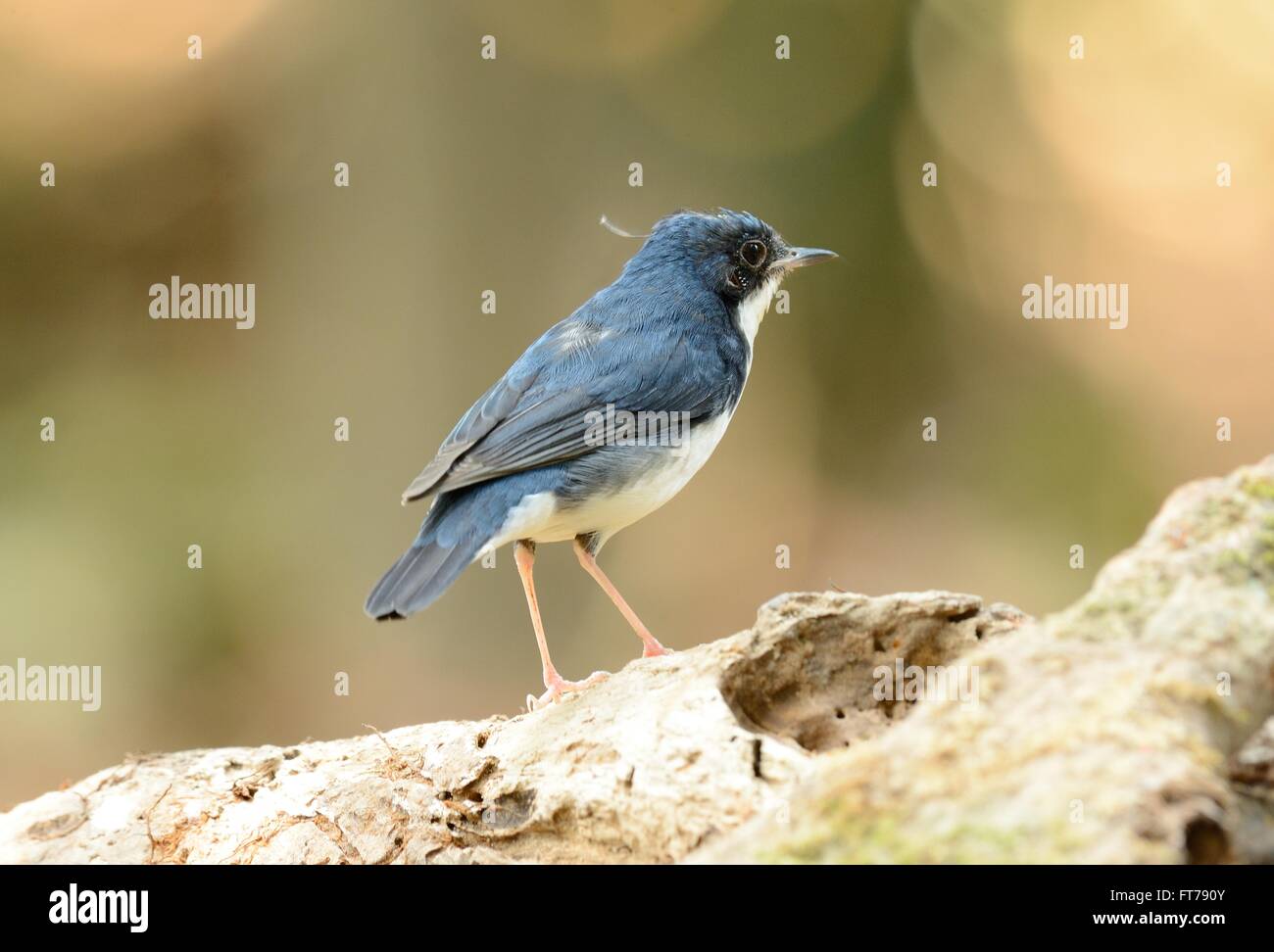 Beautiful male siberian blue robin hi-res stock photography and images ...