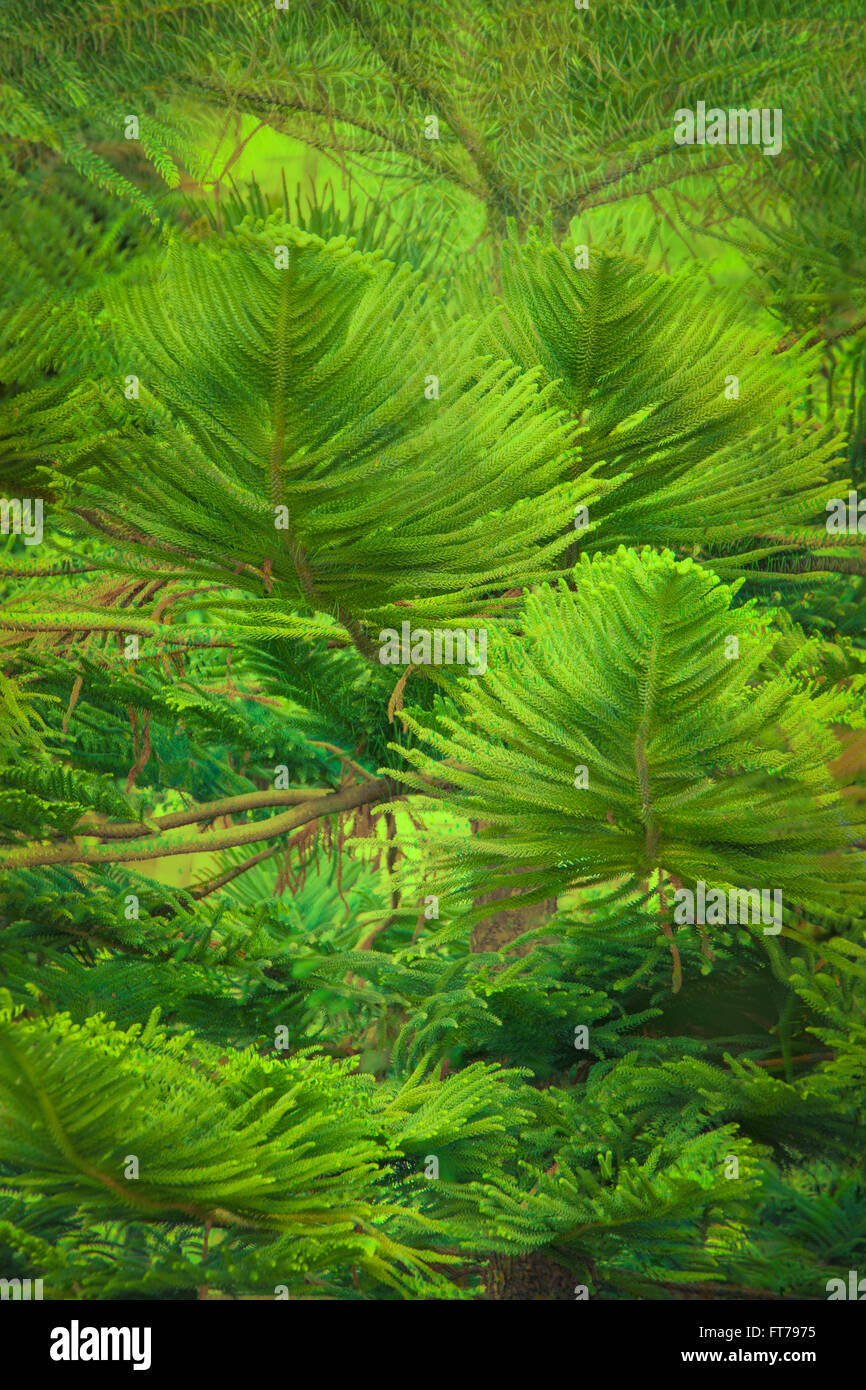 Green Pine Tree Background Stock Photo - Alamy