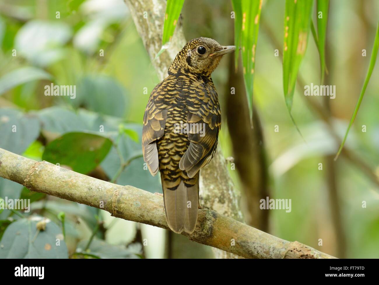 beautiful White's Thrush (Zoothera aurea) in Thai forest Stock Photo ...